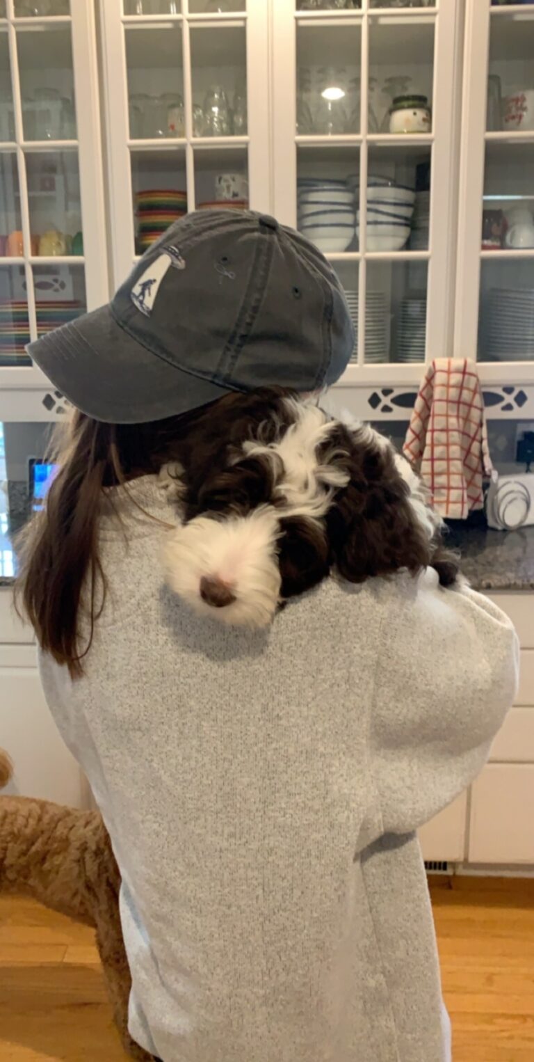 What is a guardian home? - A family responsible for raising a puppy for ...