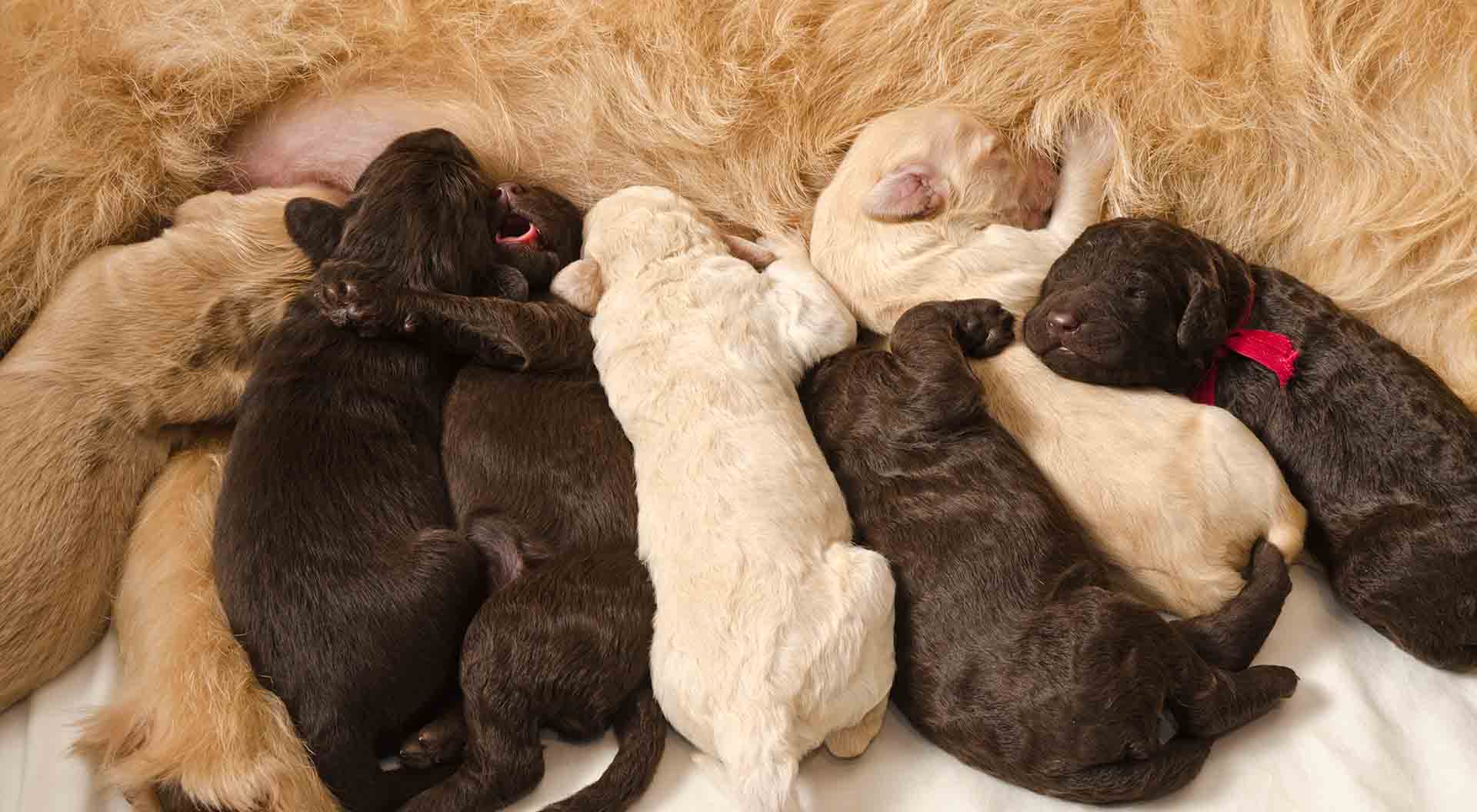 Upcoming Litters | Labradoodle Puppies