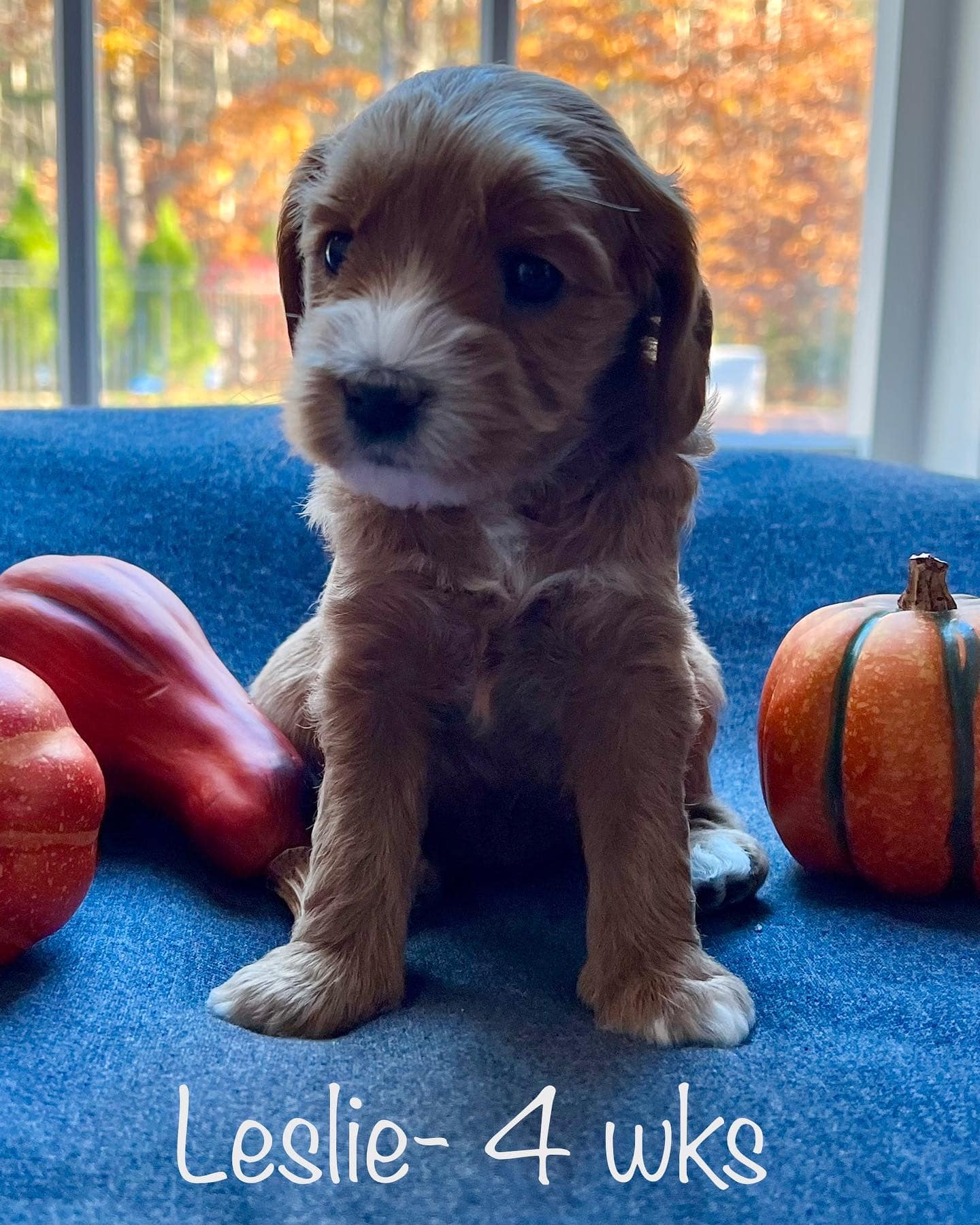 Puppies Available for Adoption in CT and surrounding areas