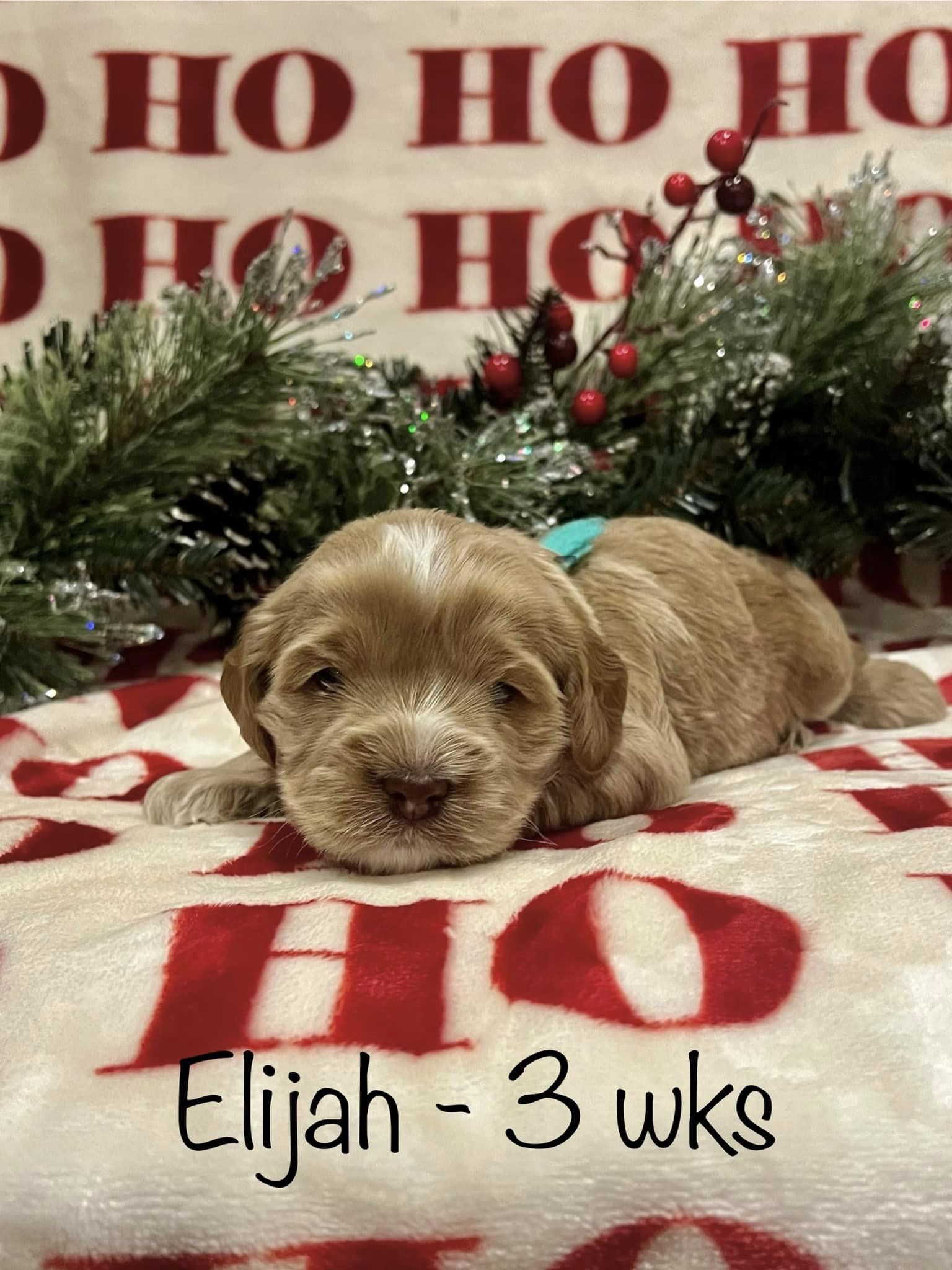 Puppies - Follow our puppies as they grow