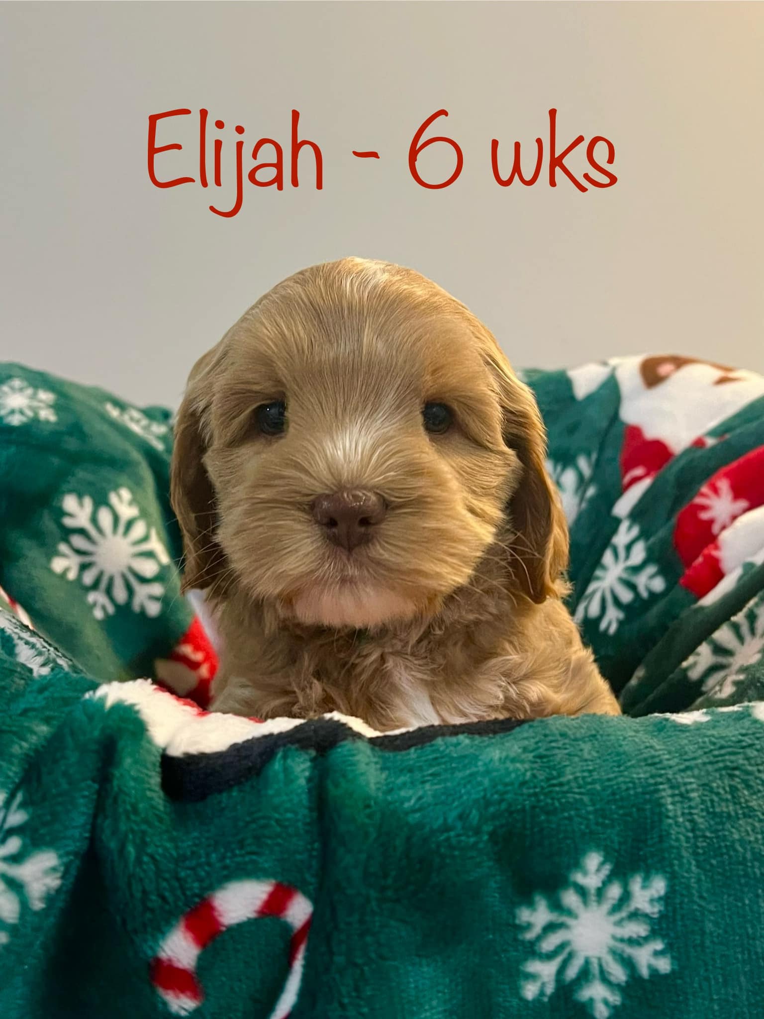 Puppies - Follow our puppies as they grow