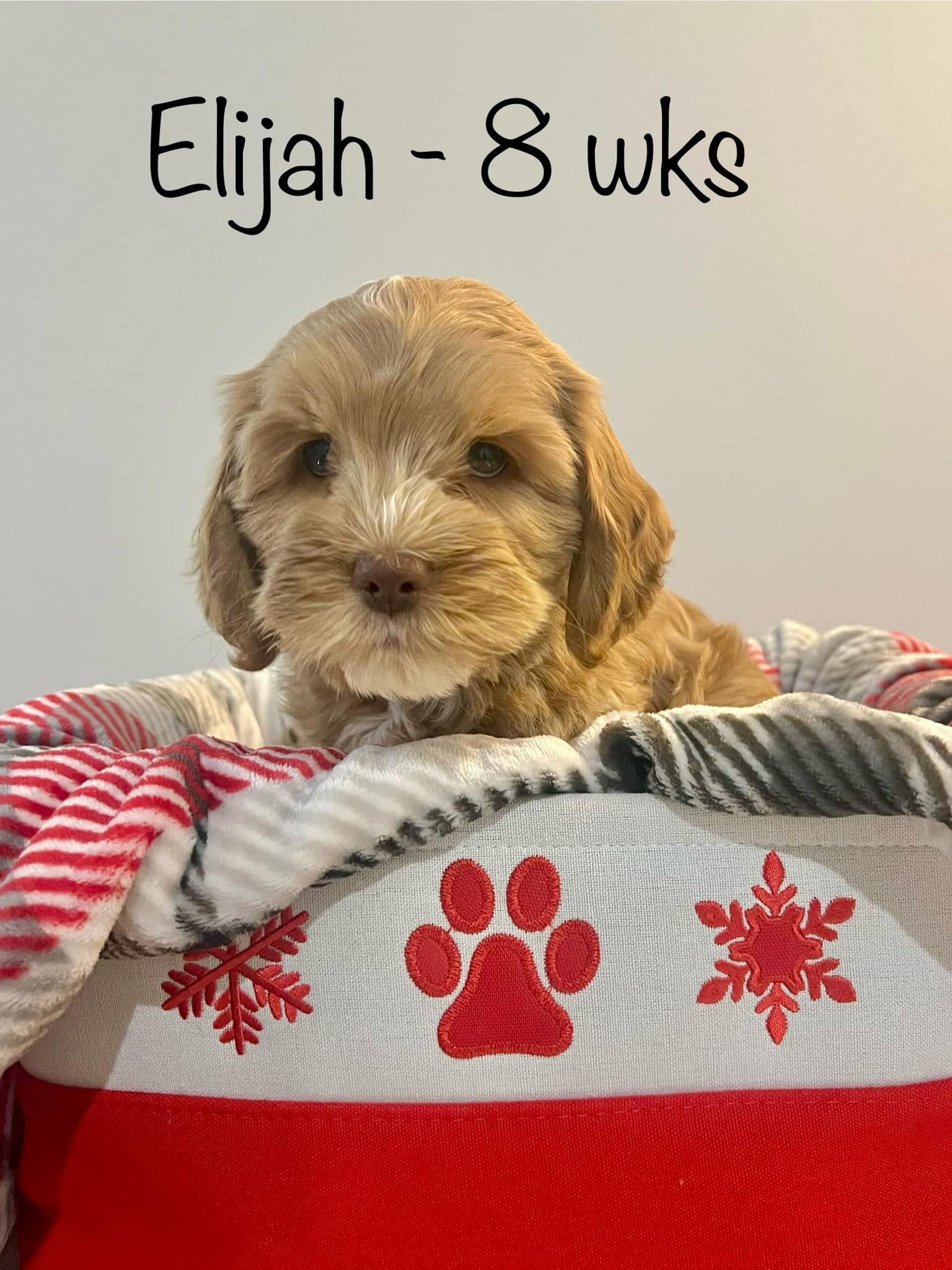 Puppies - Follow our puppies as they grow