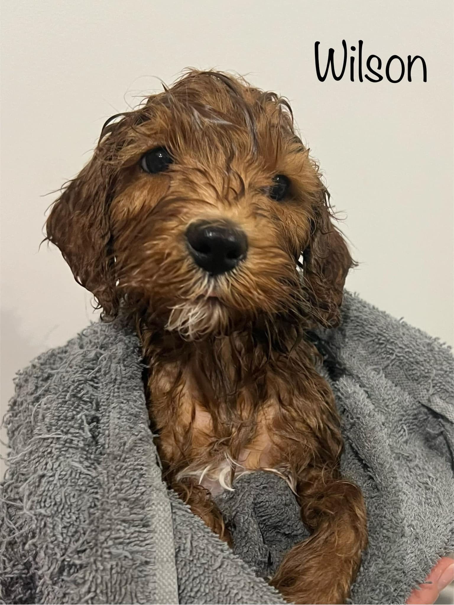 Puppies - Follow our puppies as they grow