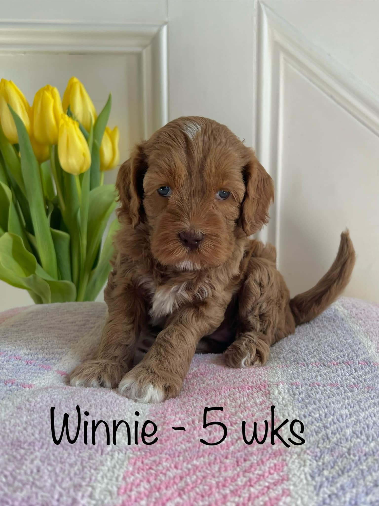 Puppies - Follow our puppies as they grow